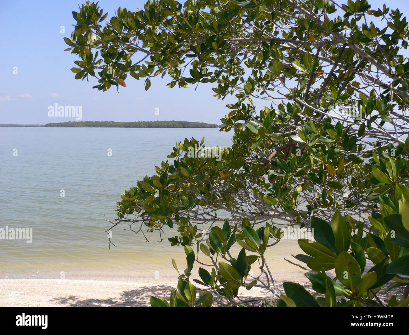 This image captures Mangrove Island in the Ten Thousand Islands of ...