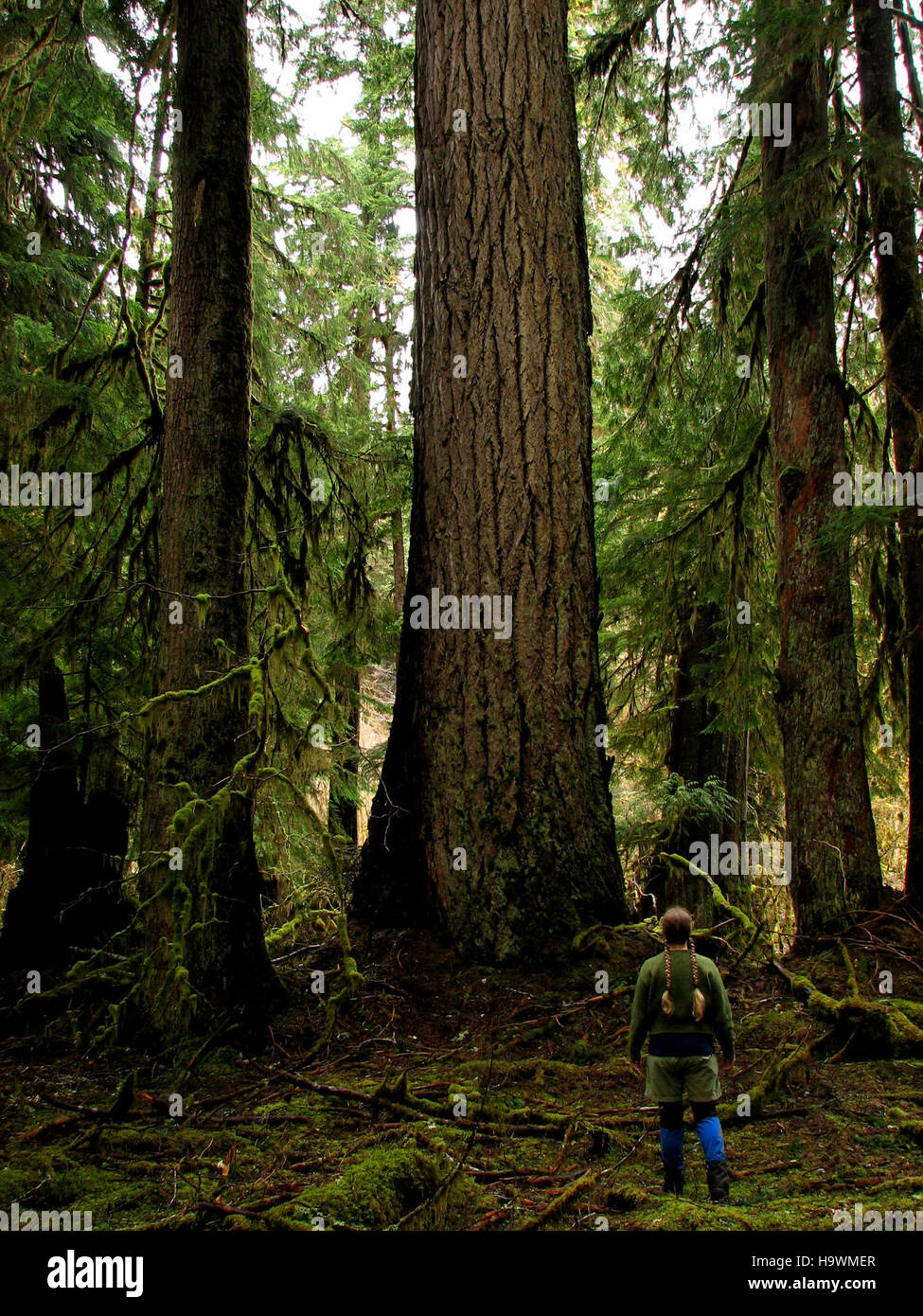 Douglas fir trees line the East Fork Quinault River Trail in Olympic ...