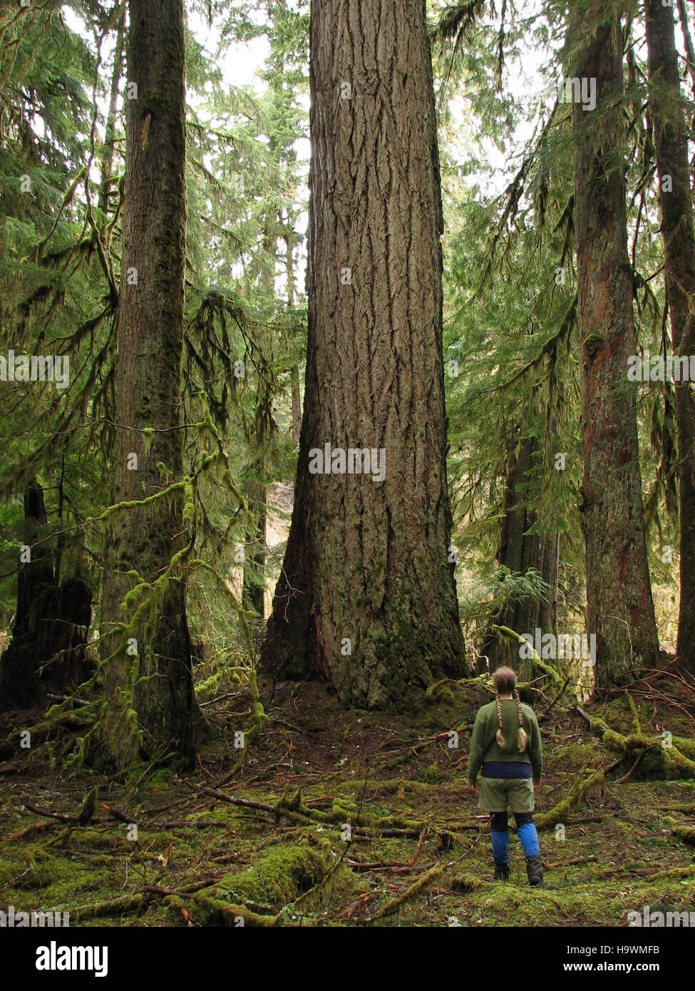 A photograph of a Douglas Fir tree in Olympic National Park, capturing ...