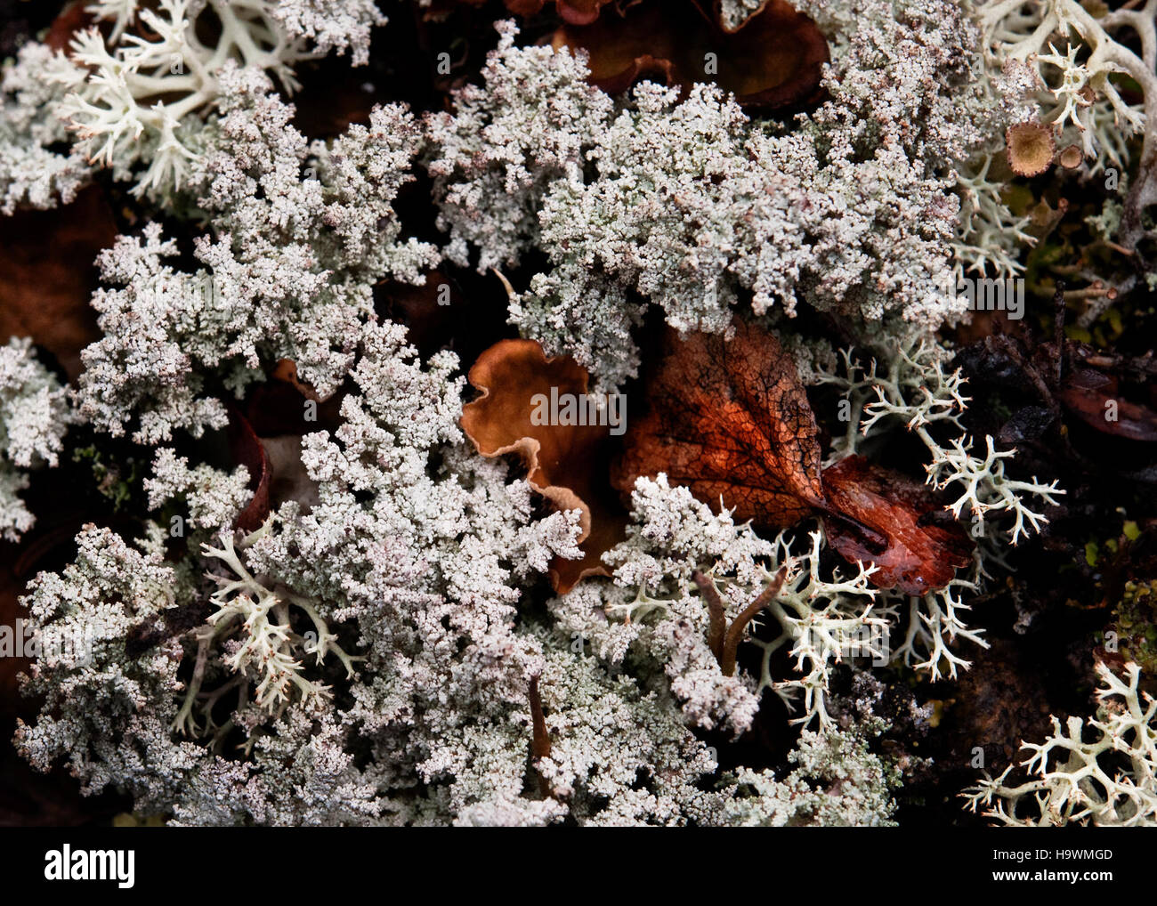 Denali National Park showcases the ecological significance of lichens ...