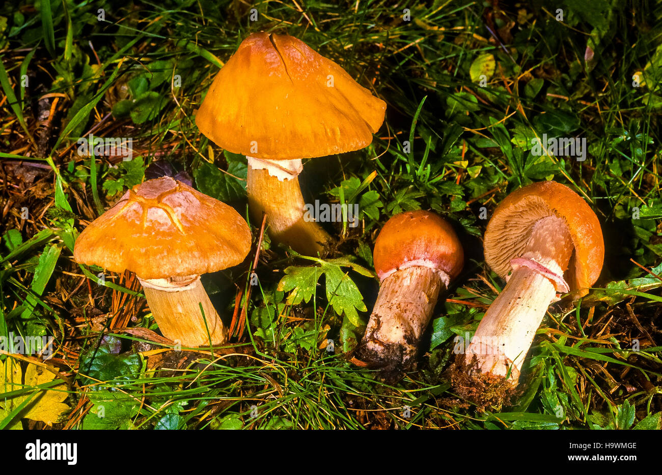 Edible mushrooms Rozites Caperatus ( Cortinarius caperatus Stock Photo ...