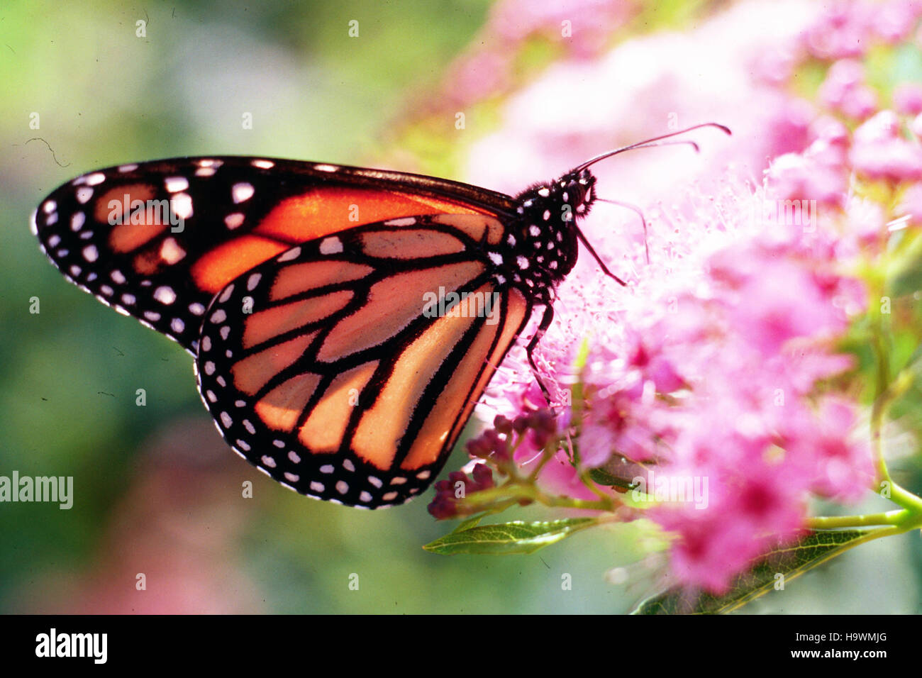 A butterfly, essential for pollination, captured in a national park ...