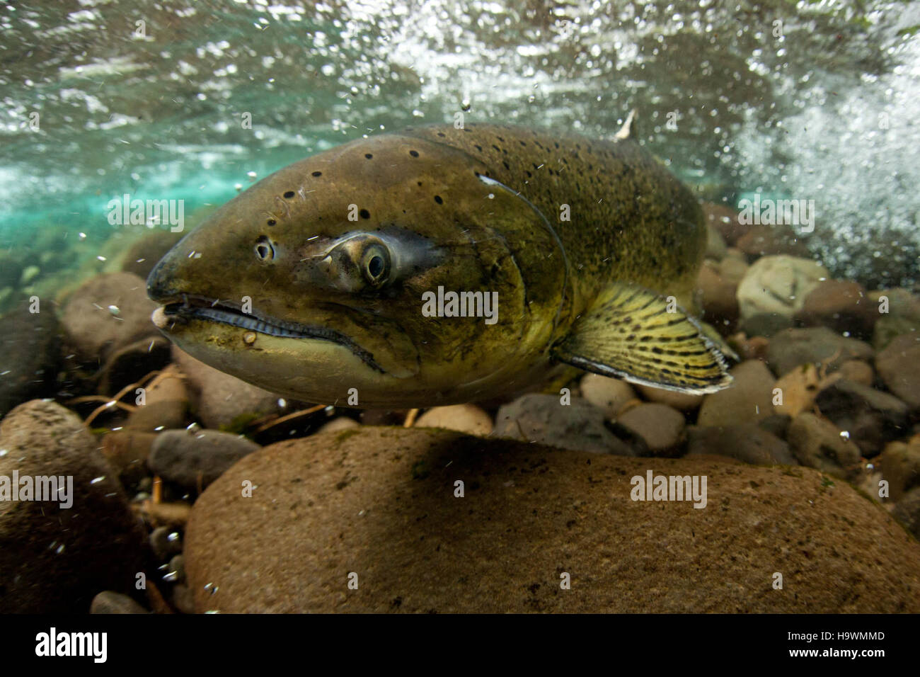 A wild Spring Chinook Salmon is depicted in its natural habitat ...