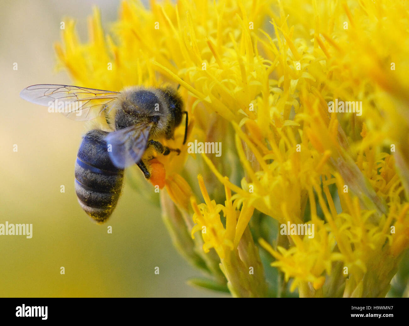 A honey bee is seen collecting pollen from rabbitbrush at Zion National ...