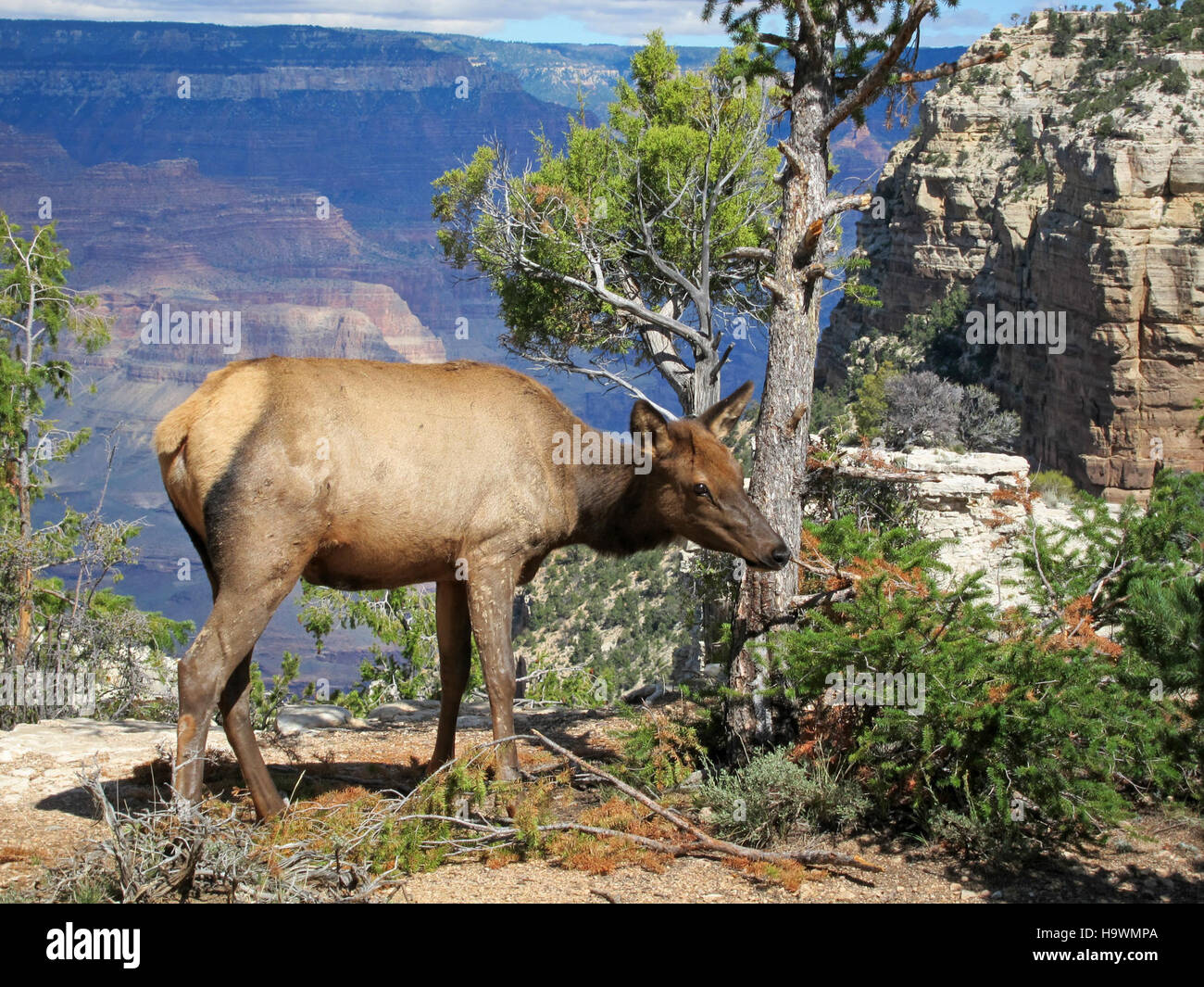 In the Grand Canyon National Park, elk are commonly seen browsing ...