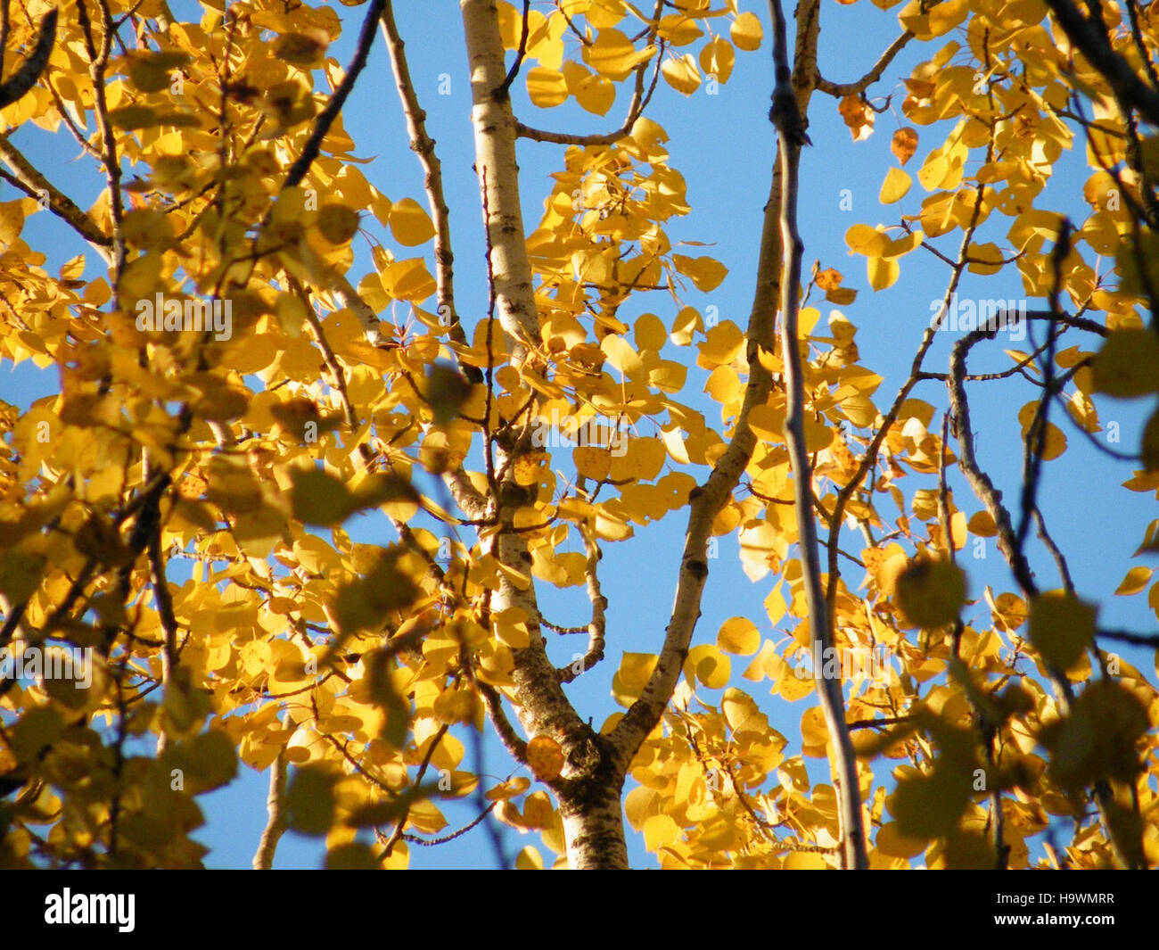 A serene view of aspen trees in Glacier National Park, captured in ...