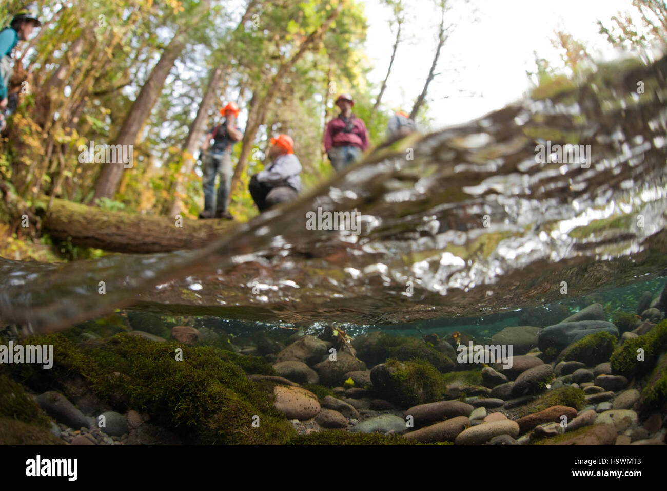 A tree-tipping crew is working in side channels of a river, pulling ...