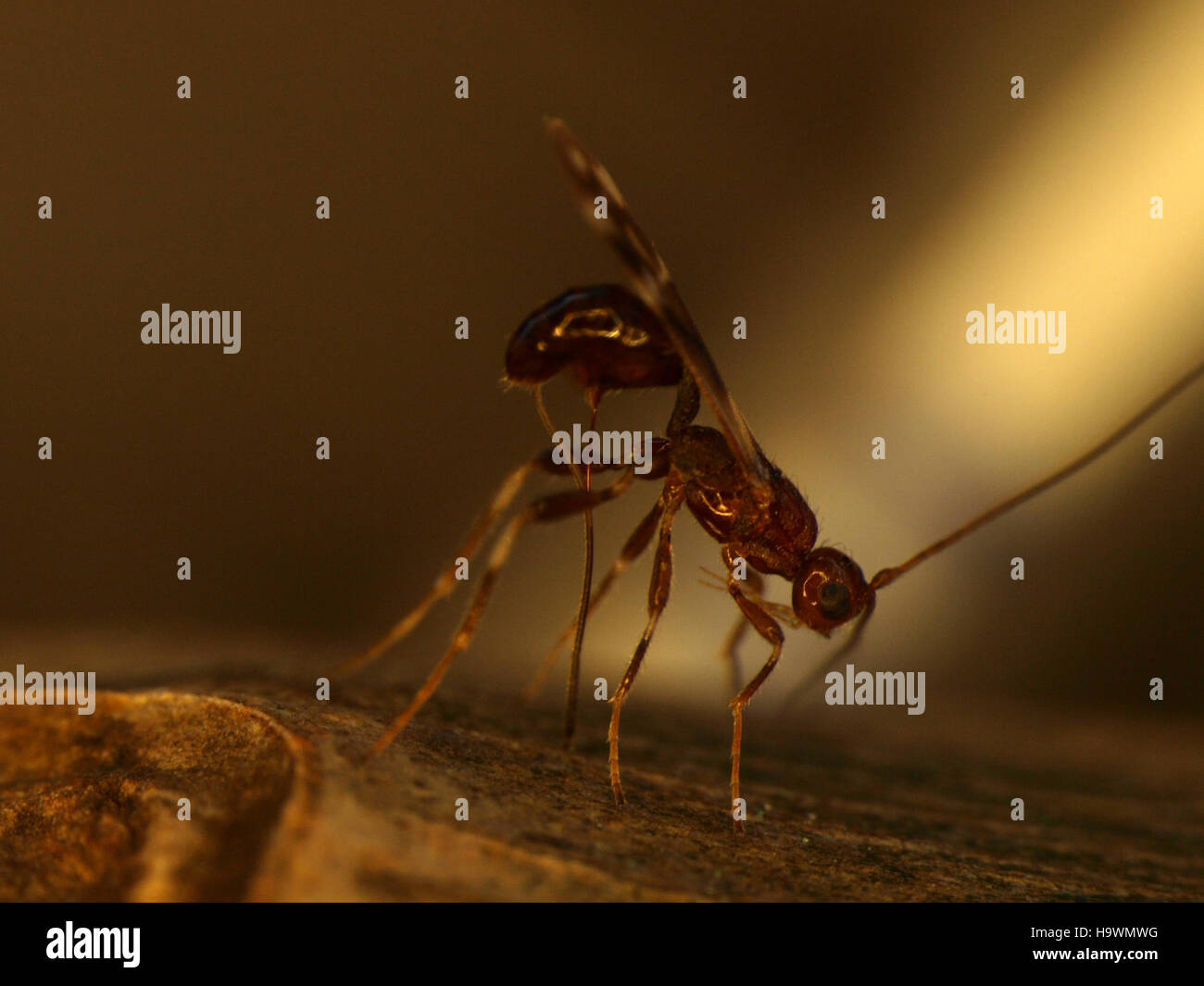 Spathius galinae hi-res stock photography and images - Alamy