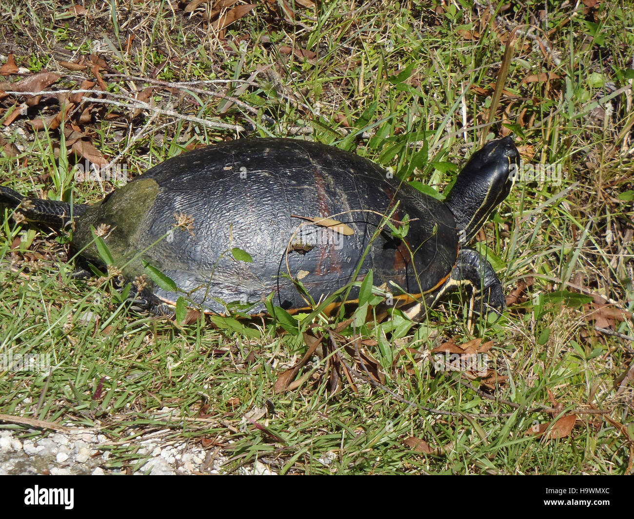 The Mud Slider Turtle, native to the Everglades National Park, is known ...