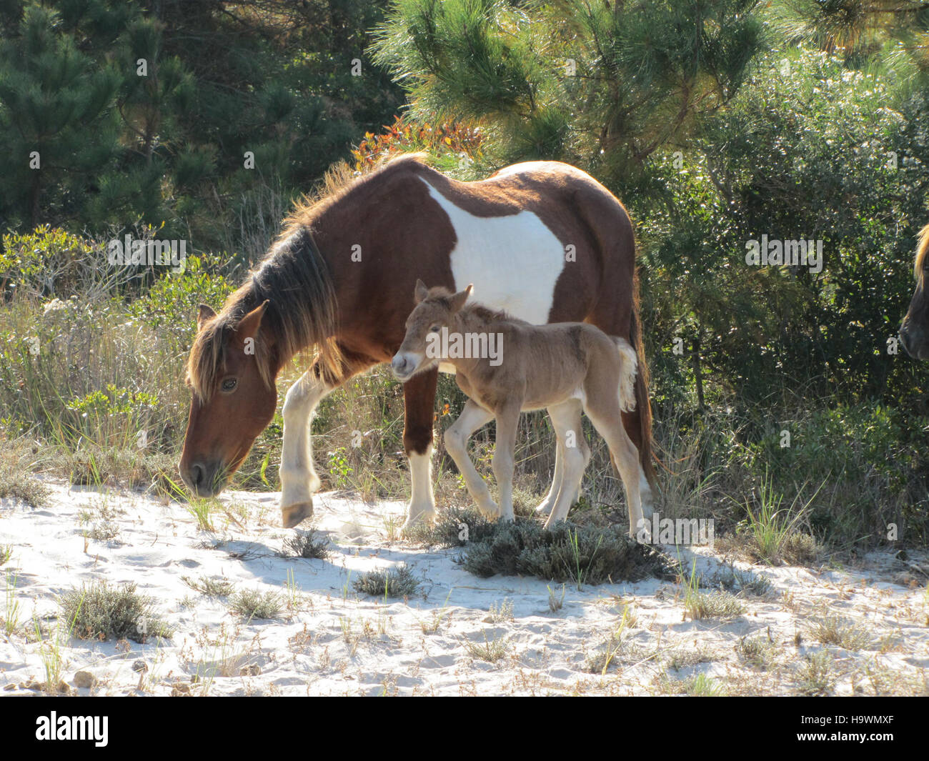 Assateague Island National Seashore features unique coastal ecosystems ...