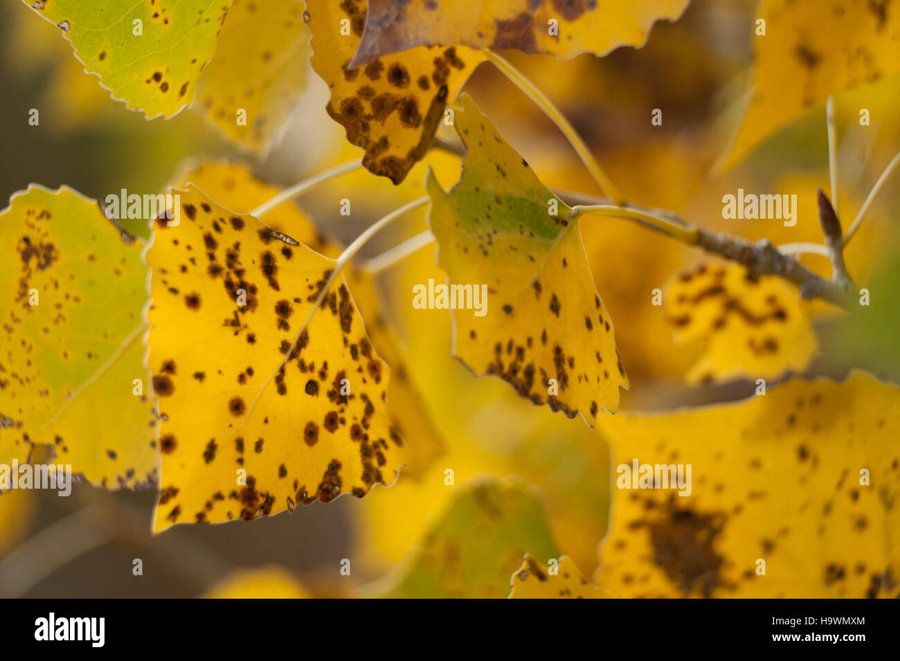 Autumn in Arches National Park brings vibrant fall foliage to the ...