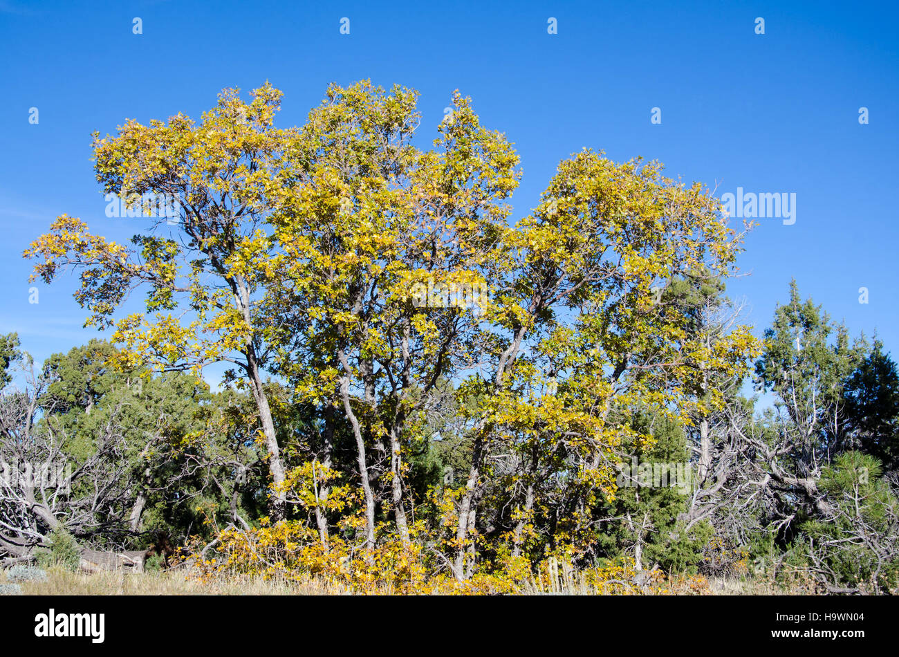 Gambel Oak in Fall displays vibrant colors on the South Rim of the ...