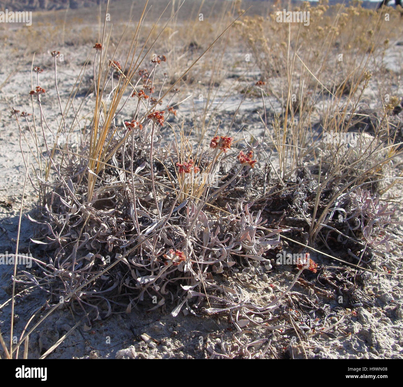 Fewflower buckwheat (Eriogonum pauciflorum), a plant species native to ...