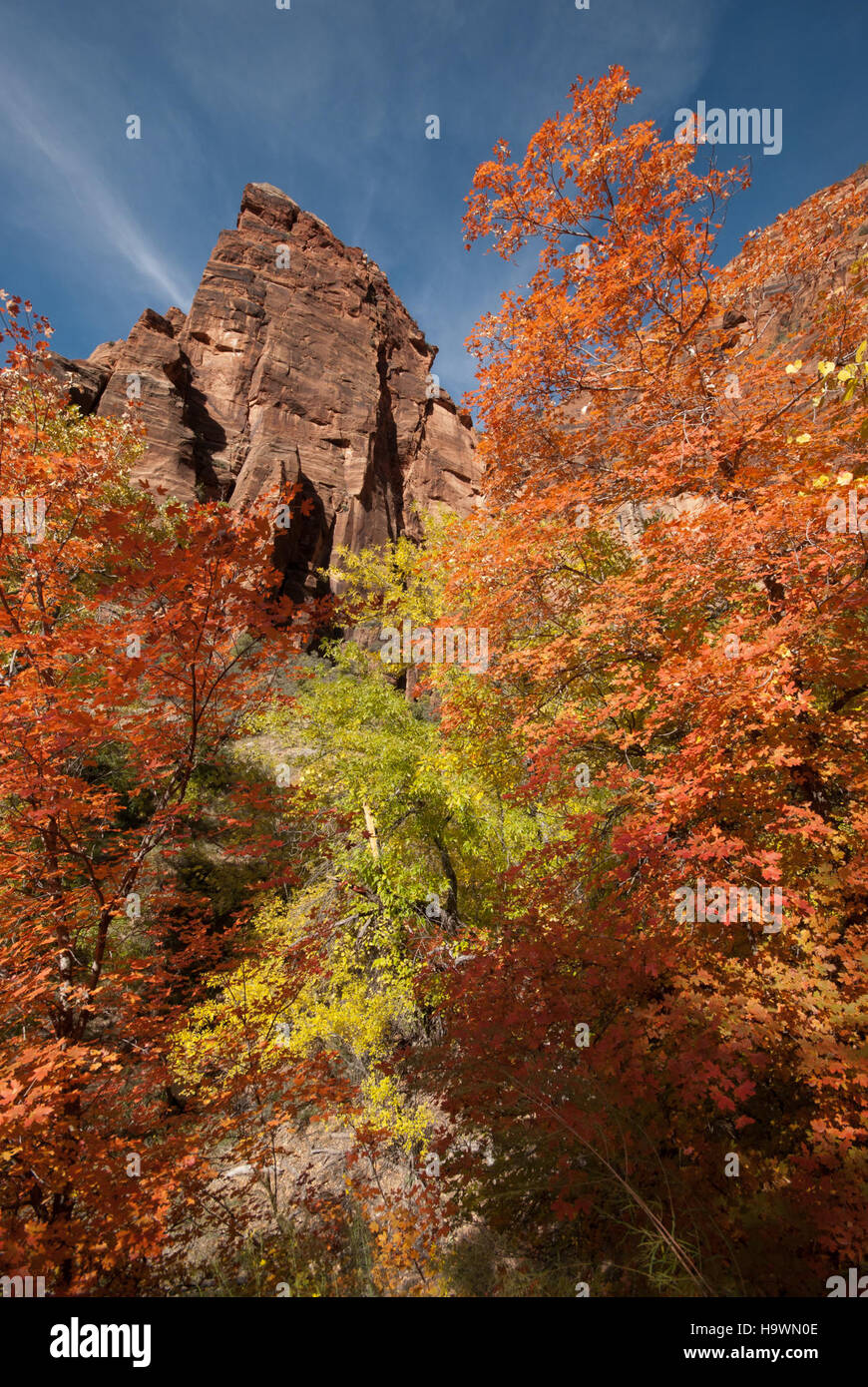 This image showcases the vibrant autumn colors at Zion National Park ...