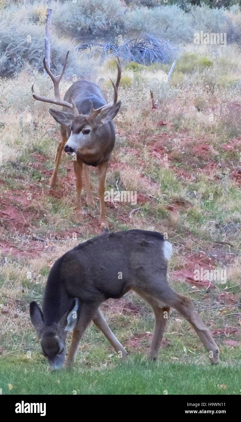 Deer in the mating season hi-res stock photography and images - Alamy
