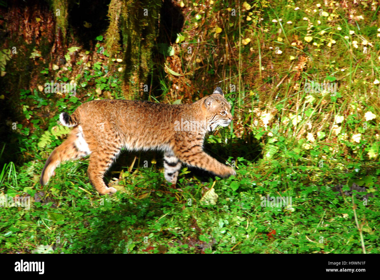 A photo from the Olympic National Park shows a bobcat walking along the ...