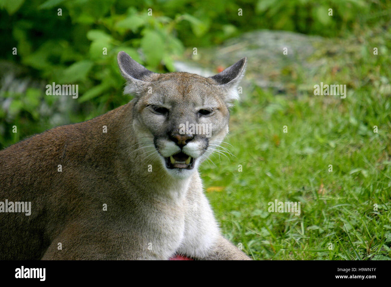 The Florida Panther, an endangered species, is a key focus of ...