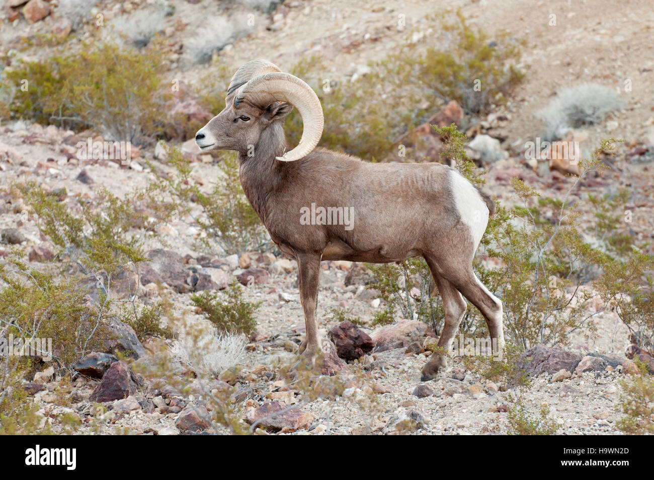 Desert Bighorn Sheep (Ovis canadensis nelsoni) are native to the rugged ...
