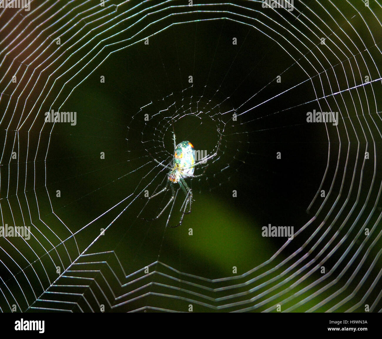 A close-up shot of a spider, taken by NPS photographer S. Zenner ...
