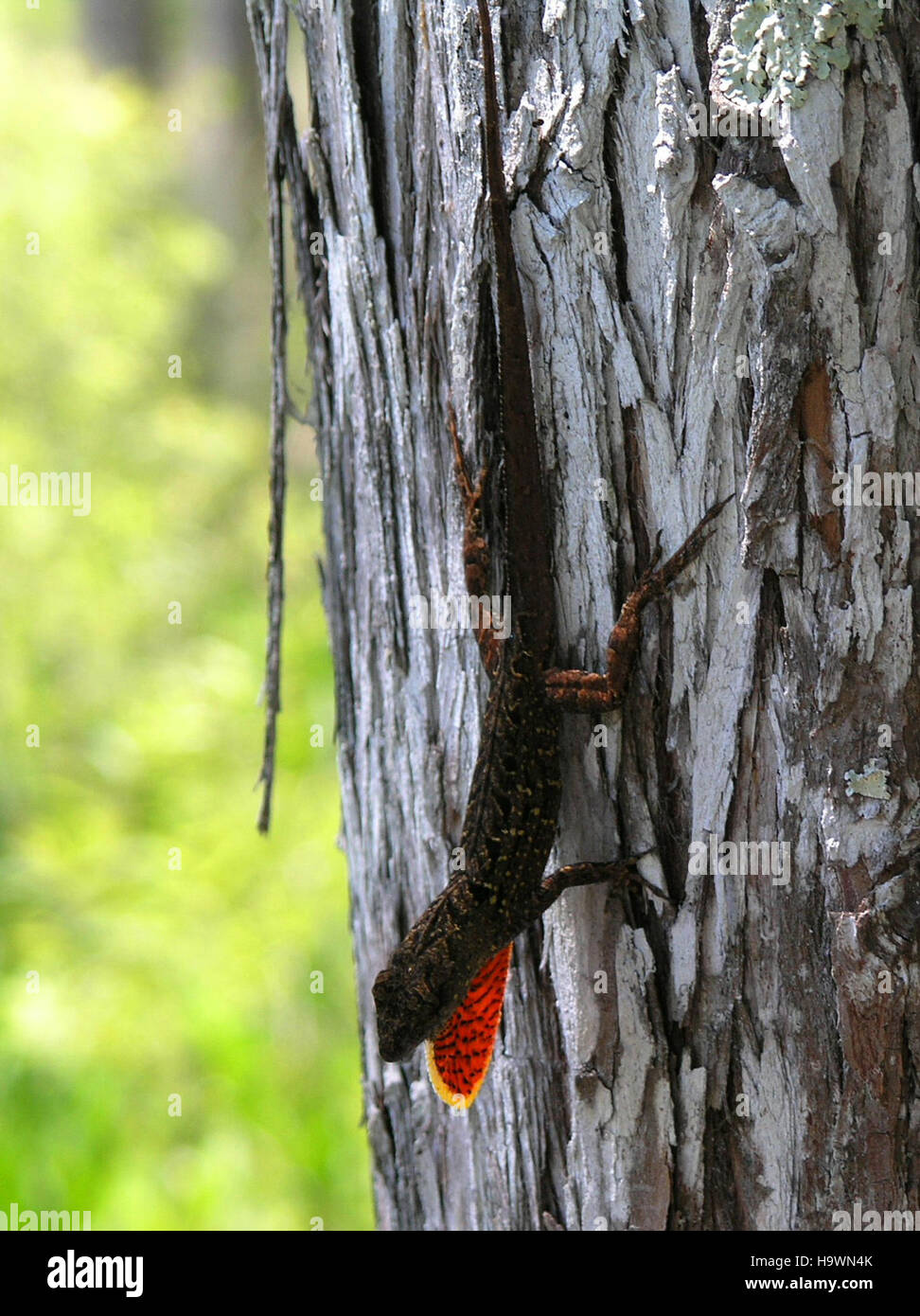 A lizard in Everglades National Park showcases the diverse wildlife of ...