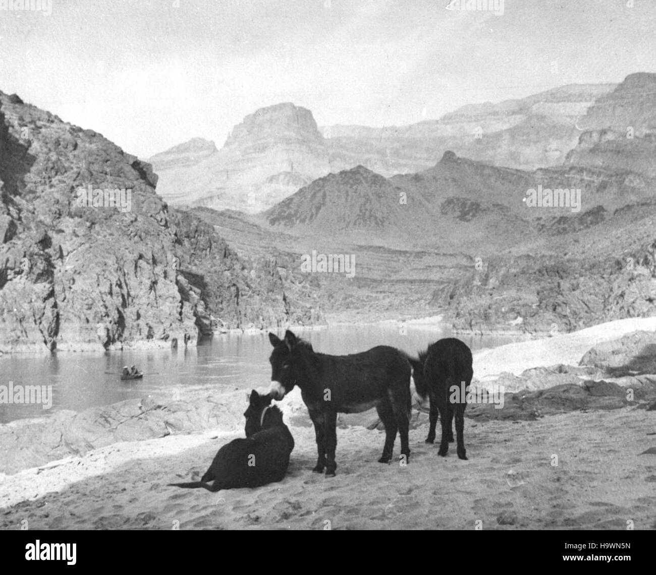 Animal and travel photo Black and White Stock Photos & Images - Alamy