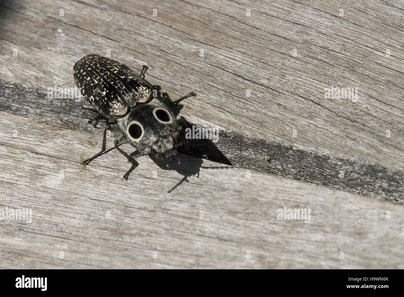Eyed click beetle hi-res stock photography and images - Alamy