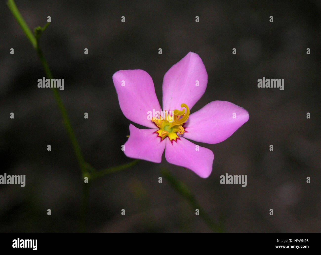 The Marsh Pink, a native plant of the Everglades, is depicted in this ...