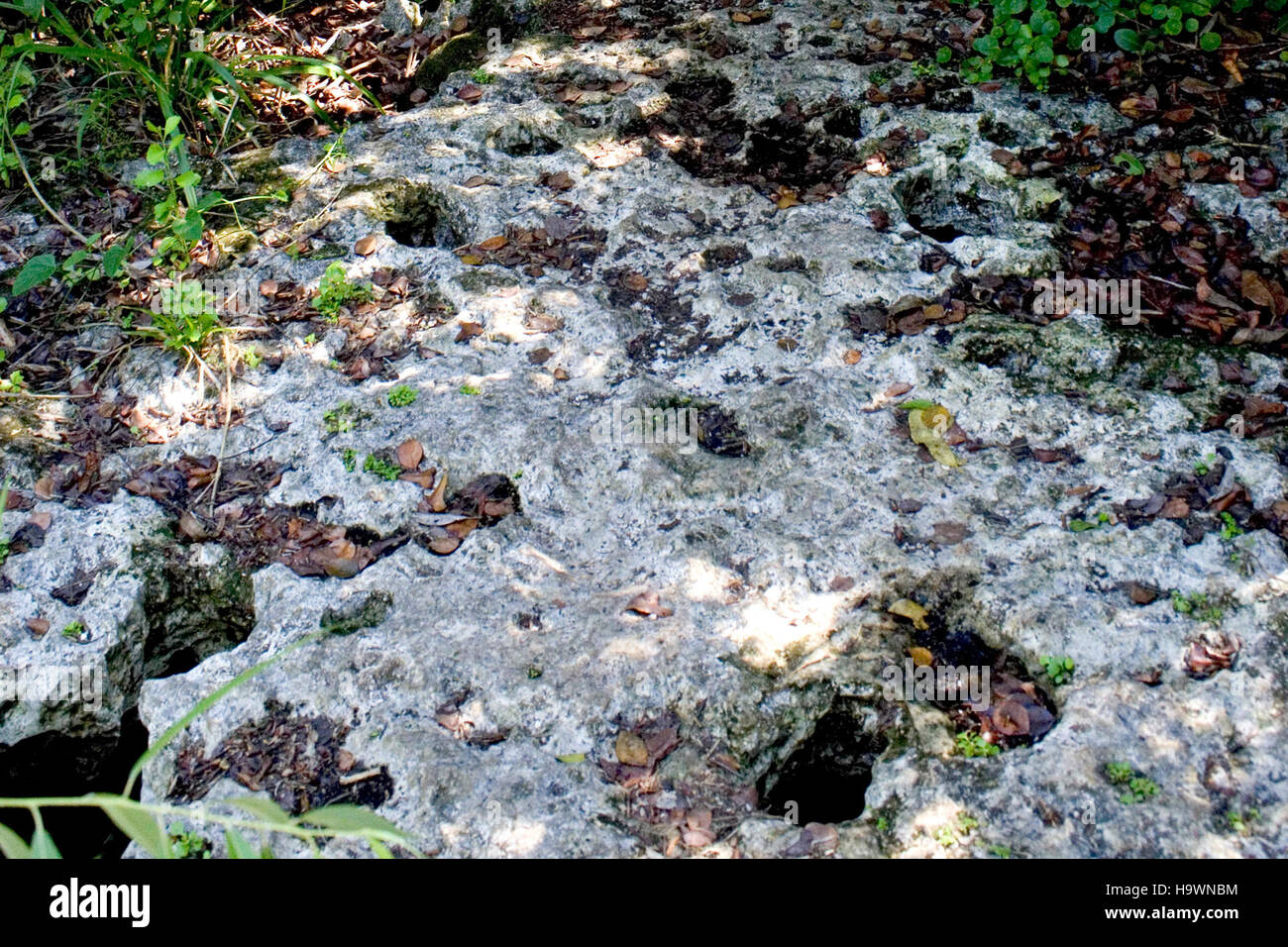 Solution Hole in Everglades National Park is a significant geological ...