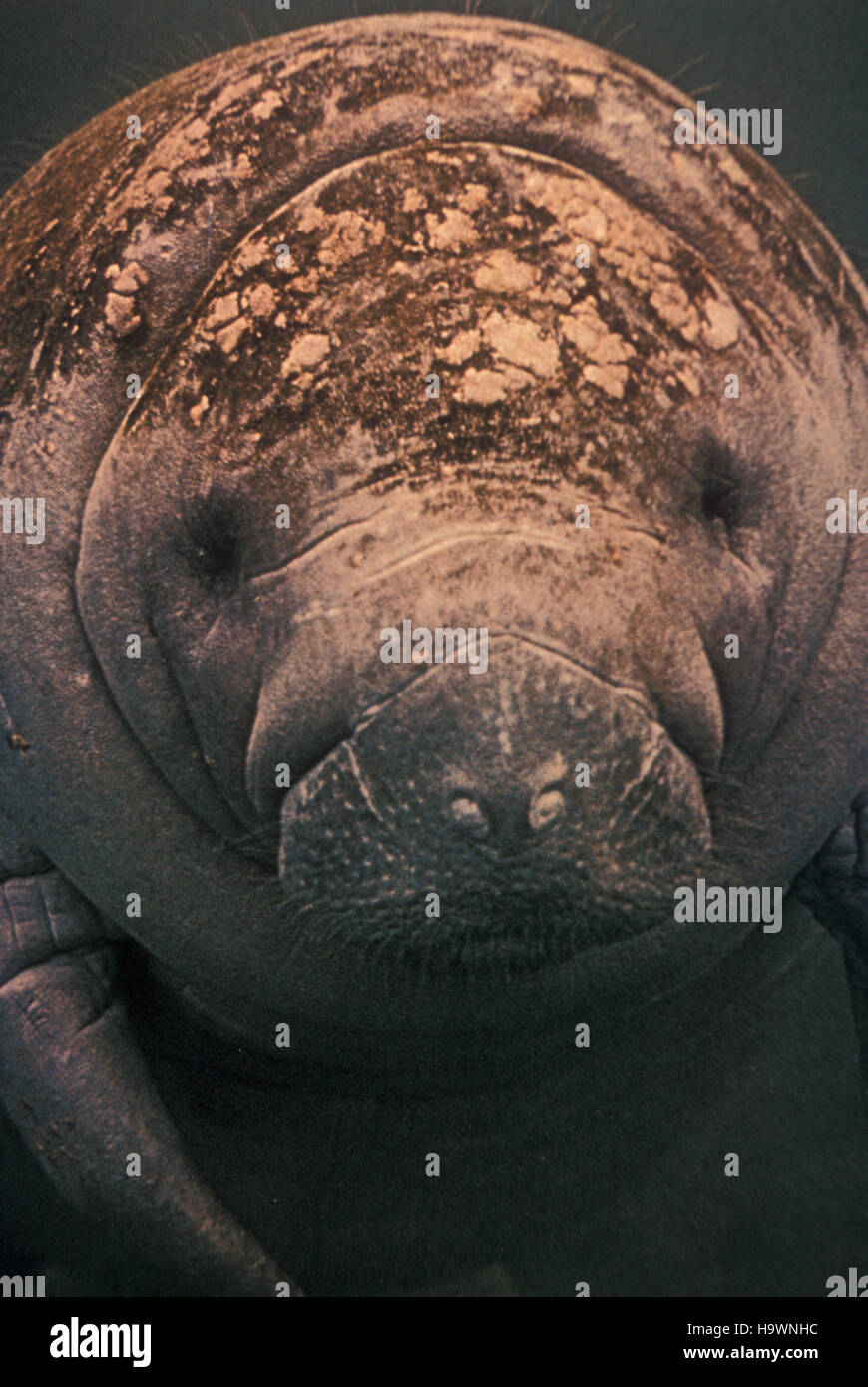 The Everglades National Park protects the endangered manatee, providing ...