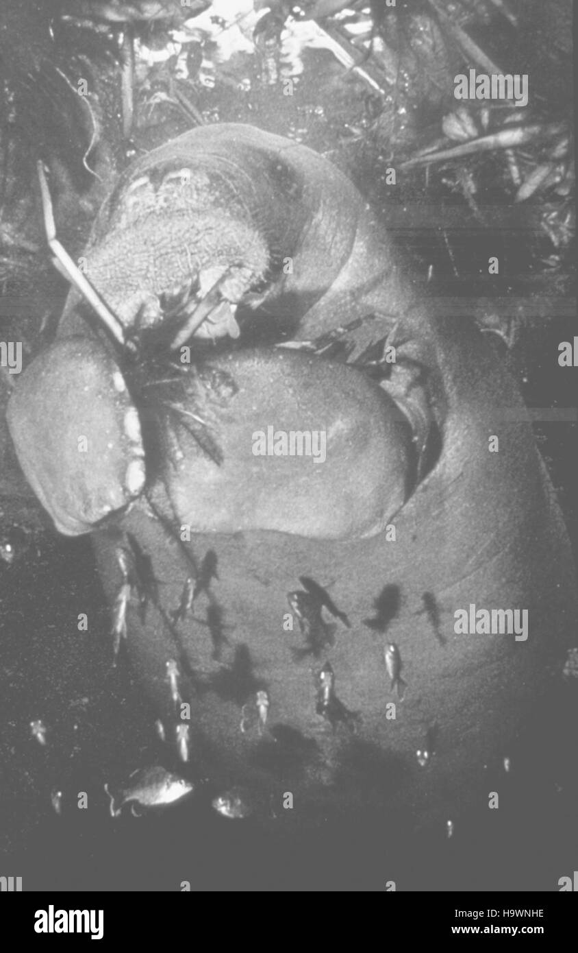 Endangered in natural habitats Black and White Stock Photos & Images ...