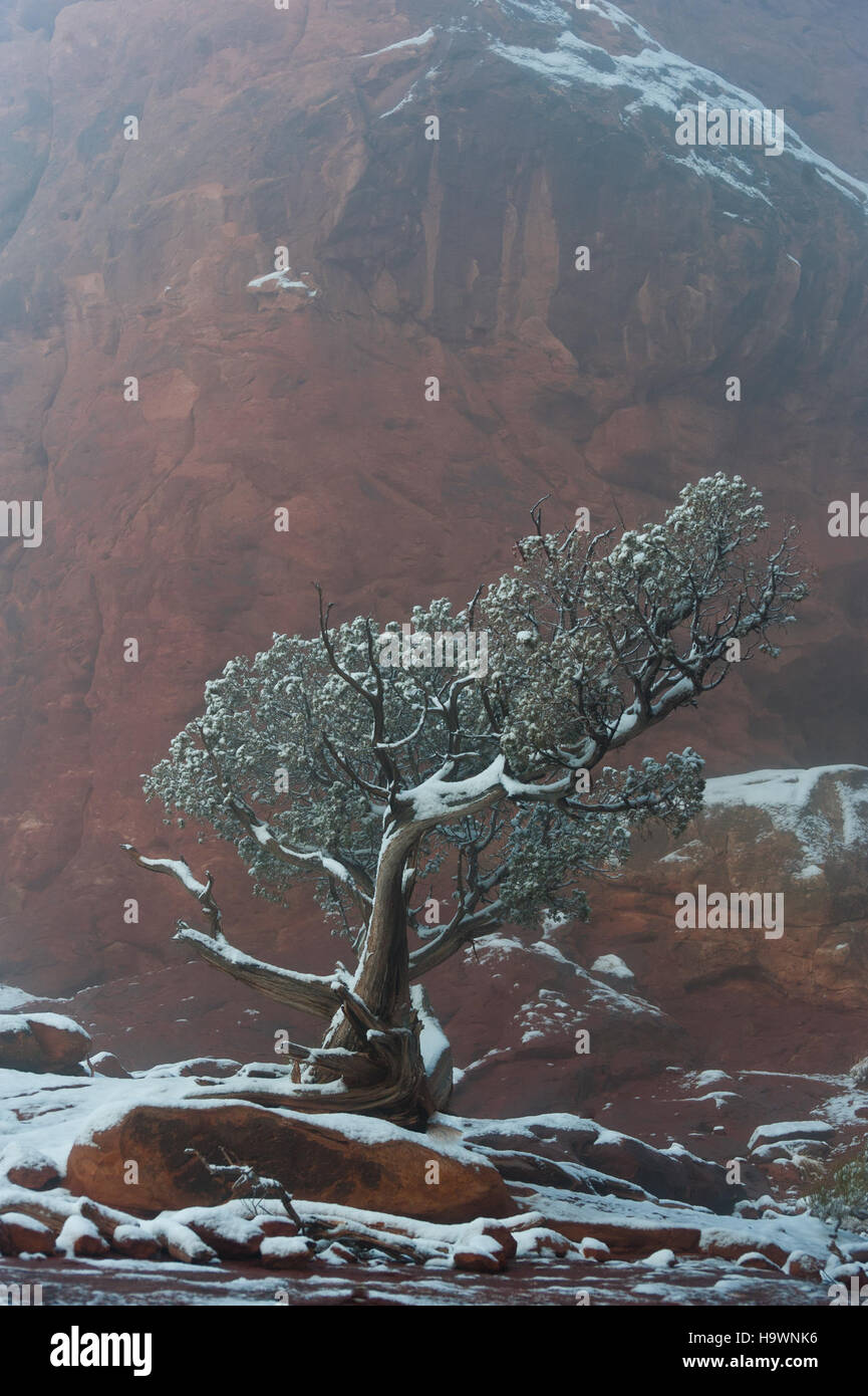 The Lone Juniper stands in Arches National Park, a symbol of resilience ...