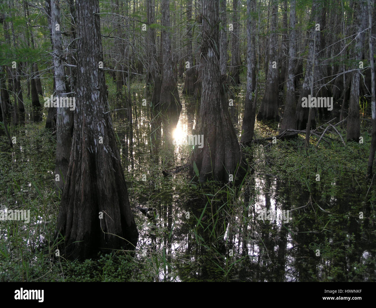 The Cypress Dome in Everglades National Park is a unique wetland ...