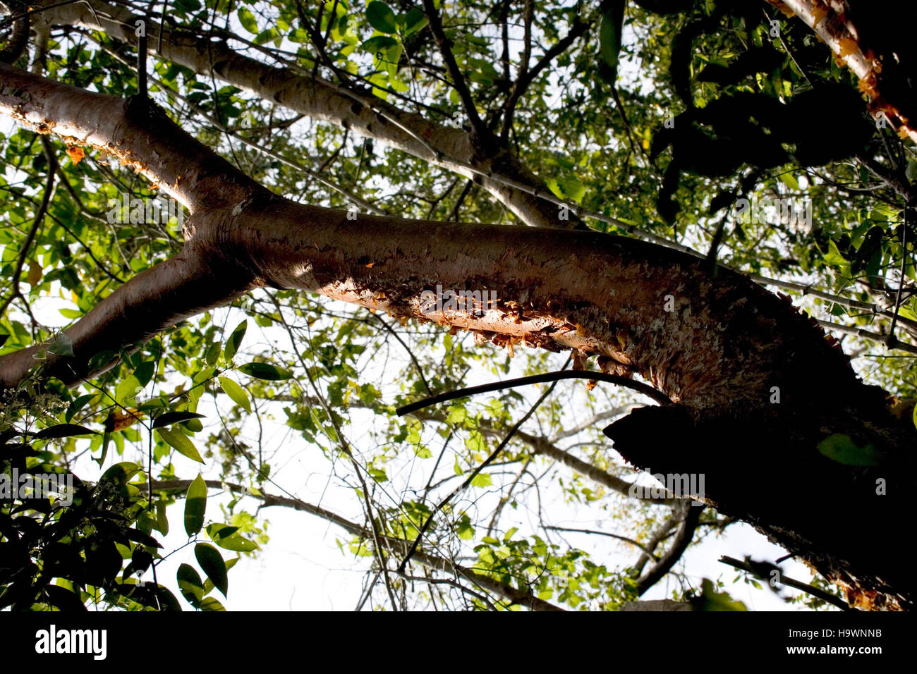 The Gumbo Limbo Tree in the Everglades National Park is an iconic ...