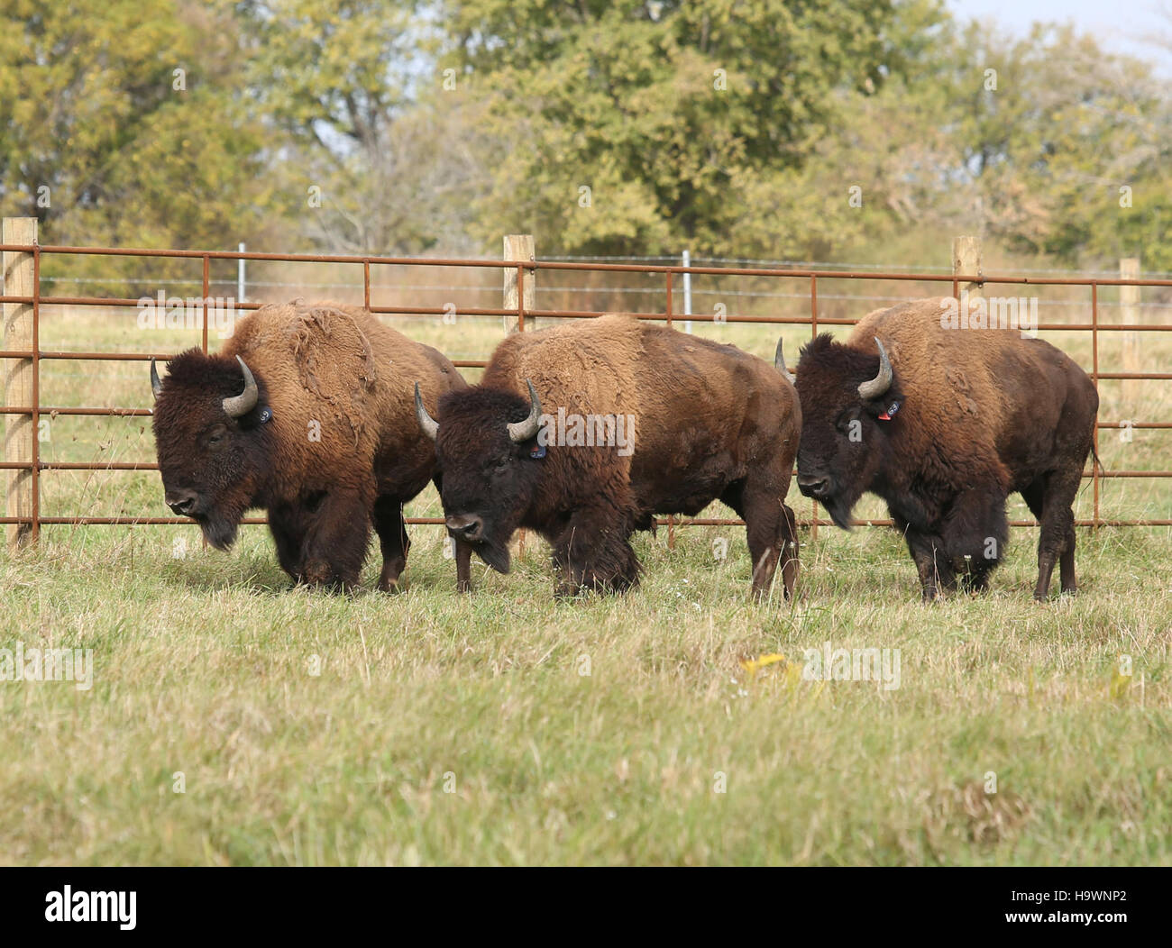 Midewin national hi-res stock photography and images - Alamy