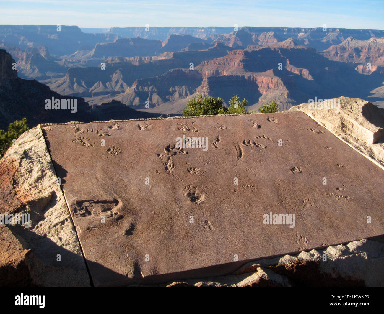 The Grand Canyon's Trail of Time exhibit features Coconino Sandstone ...