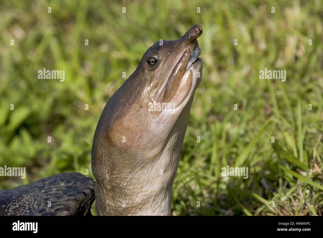 A soft-shelled turtle in the Everglades National Park, captured by NPS ...