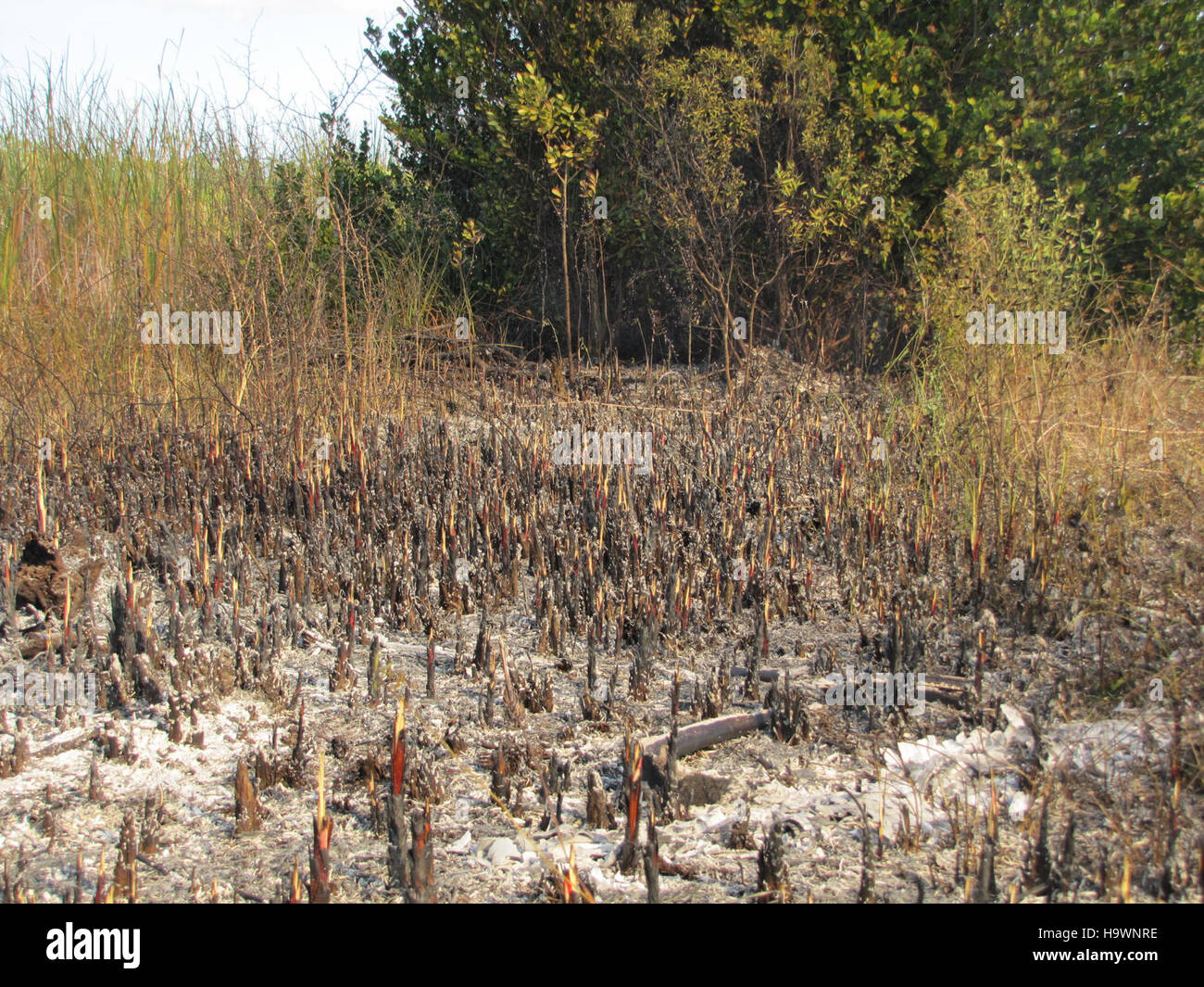 evergladesnps 9099461467 Prescribed fire near park structures (19 ...