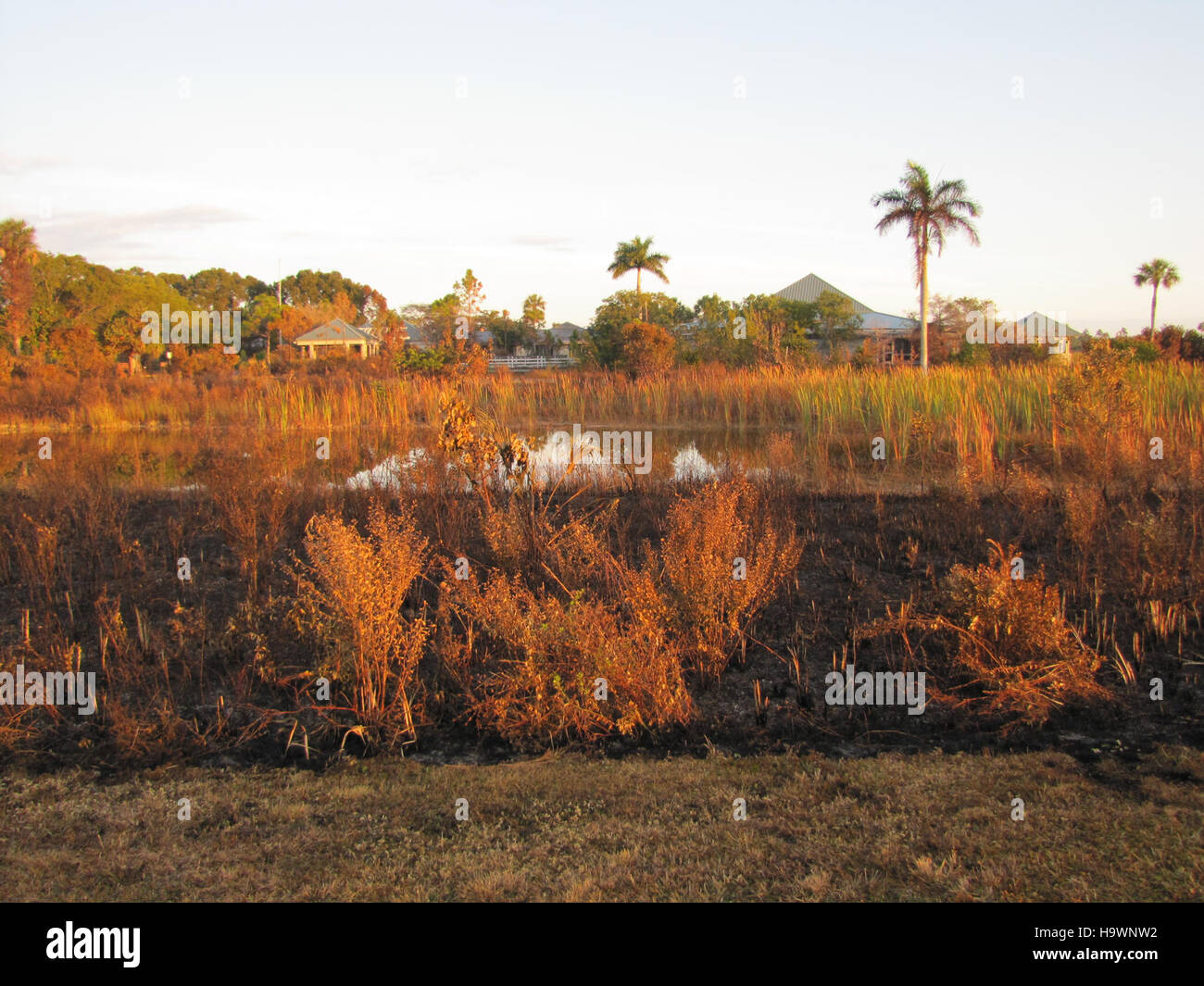 A prescribed fire near park structures in Everglades National Park ...