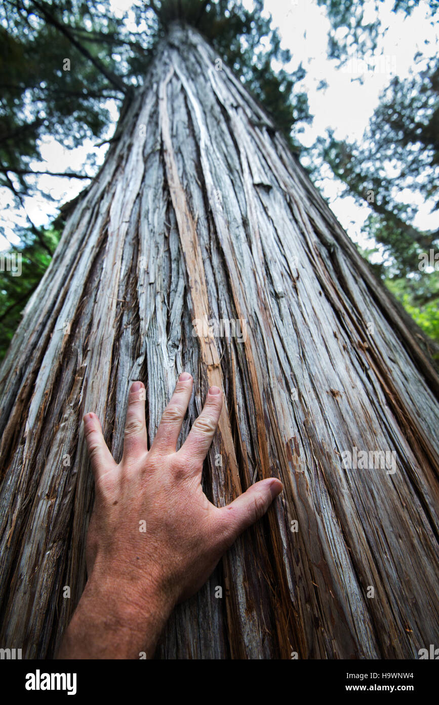 This image features a close-up view of a cedar tree in Glacier National ...