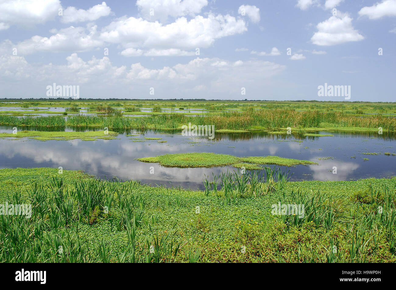 Broadmoor Marsh, managed by the USDA and NRCS, is a vital wetland ...