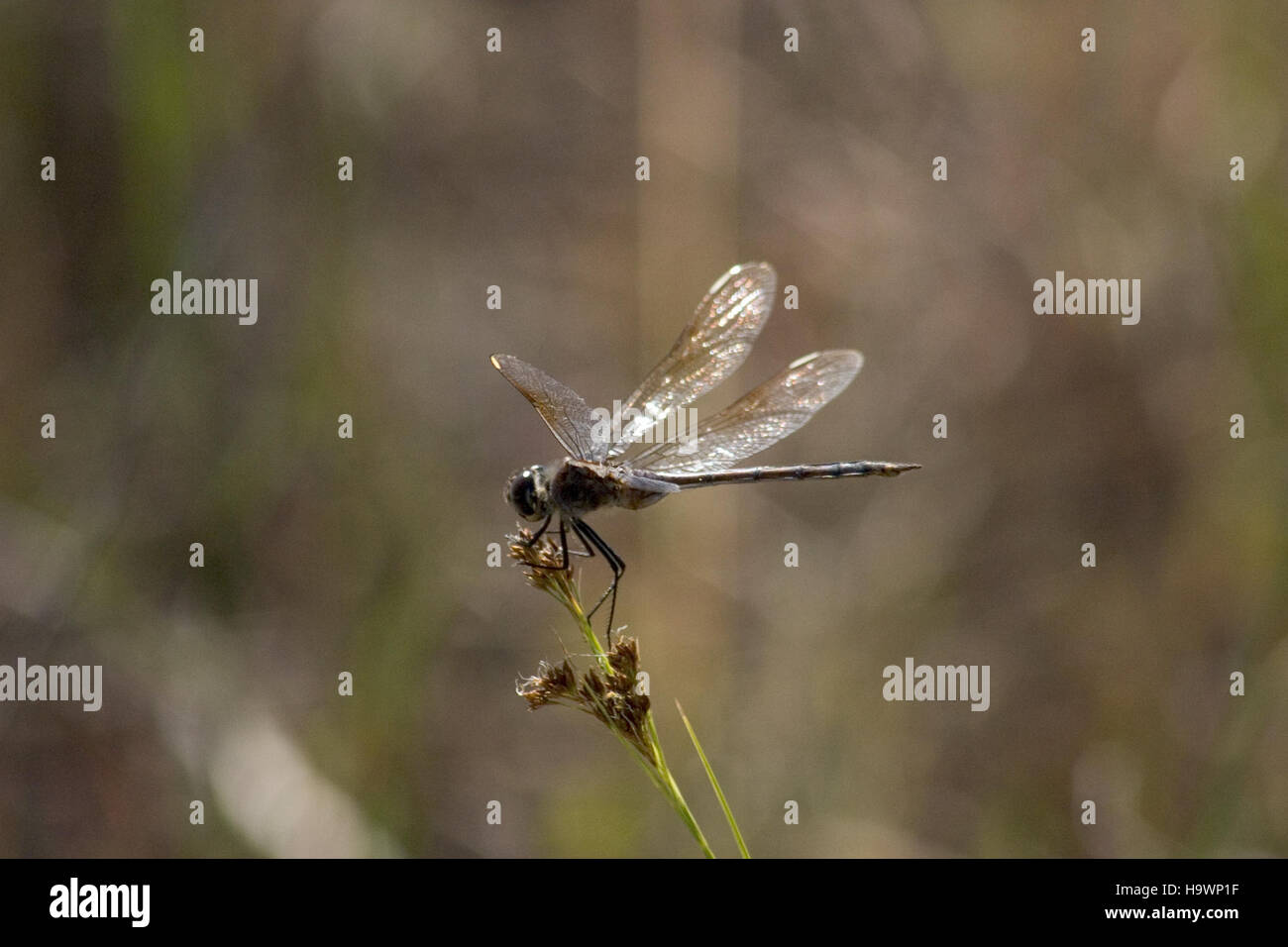 A dragonfly, captured in the Everglades National Park, showcases the ...