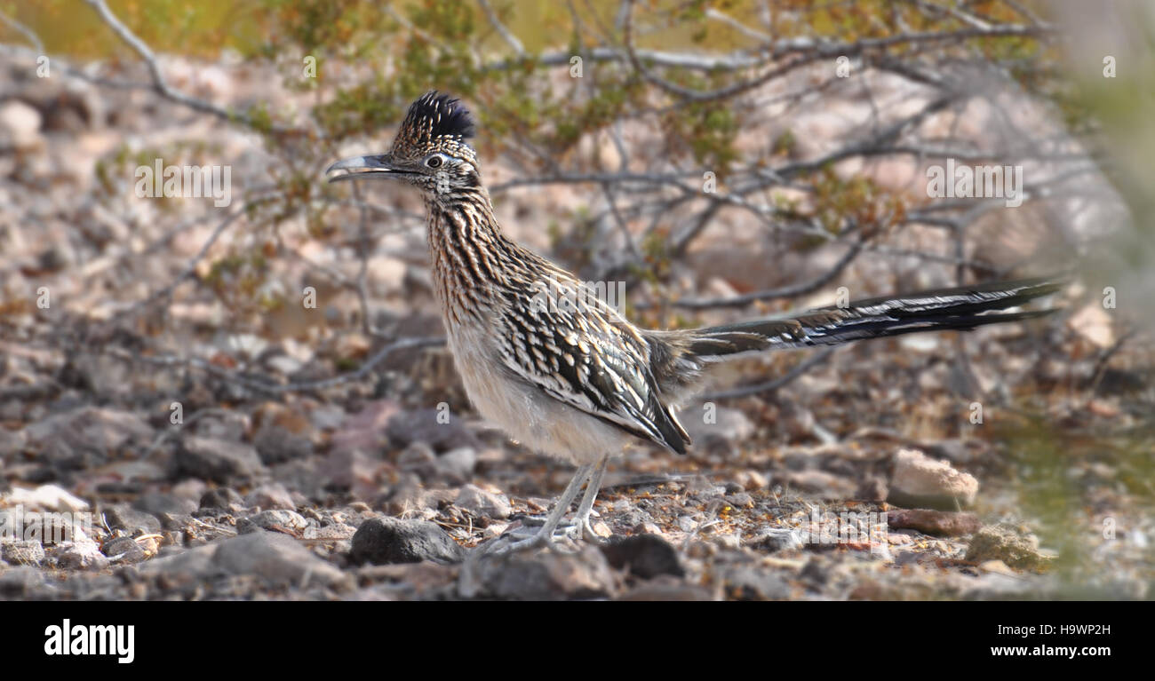 Road Runner animal bird wildlife Stock Photo - Alamy