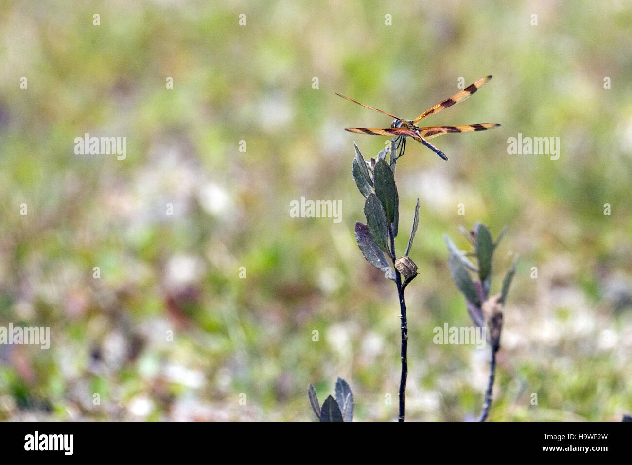 A dragonfly in the Everglades, showcasing the importance of aquatic ...