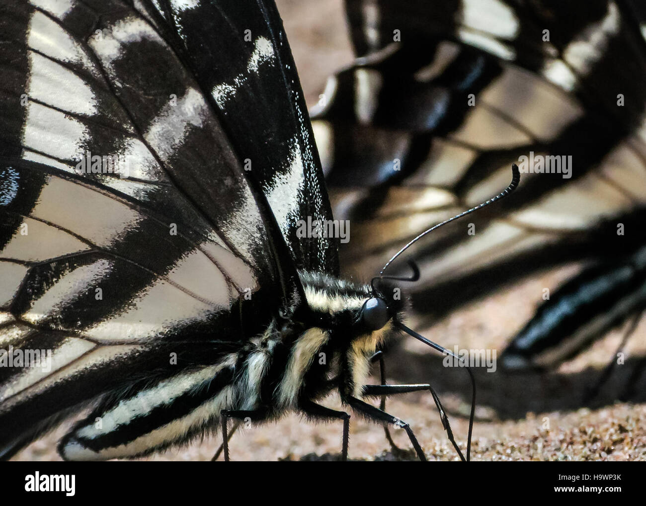 glacier nps HQ- Swallowtail Flash Stock Photo - Alamy