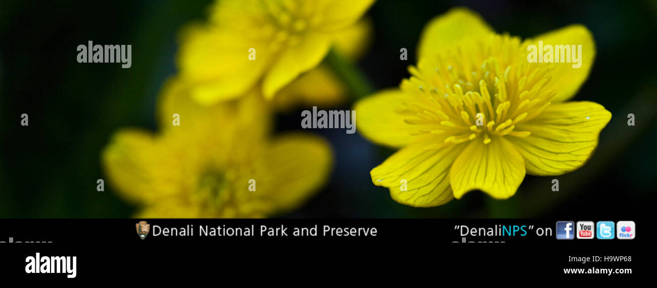 The Marsh Marigold, a flowering plant native to Denali National Park ...