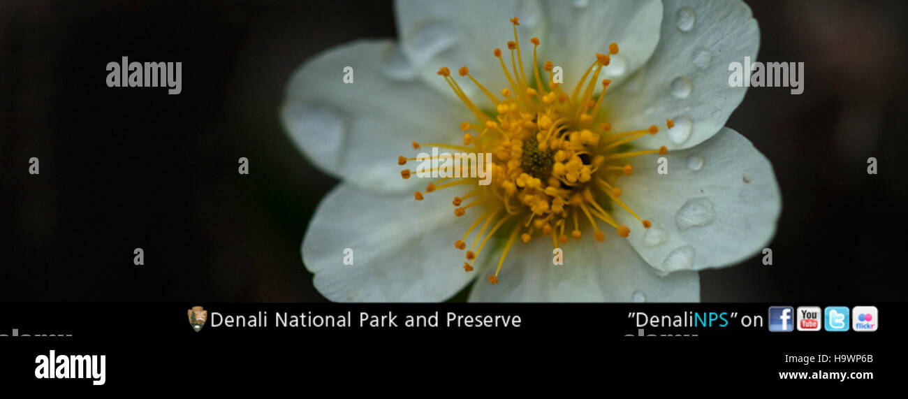 Aven is a dedicated staff member at Denali National Park, contributing ...