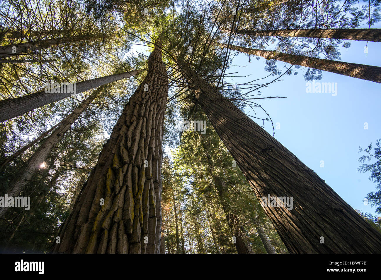 A view of the canopy in Glacier National Park shows the rich diversity ...