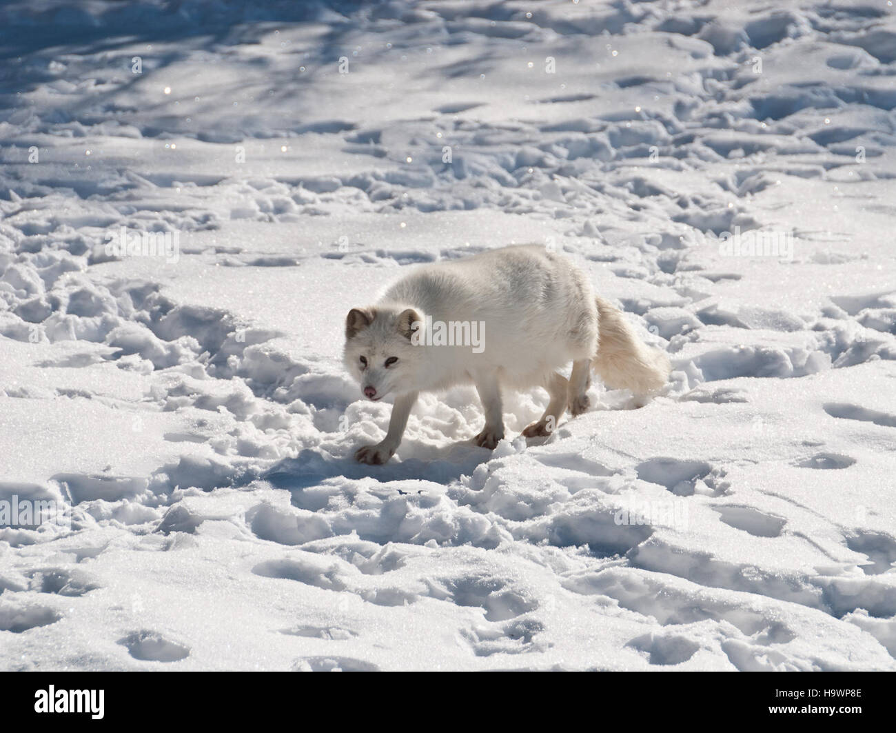 The Arctic Fox, shown in the Bering Land Bridge National Preserve, is a ...