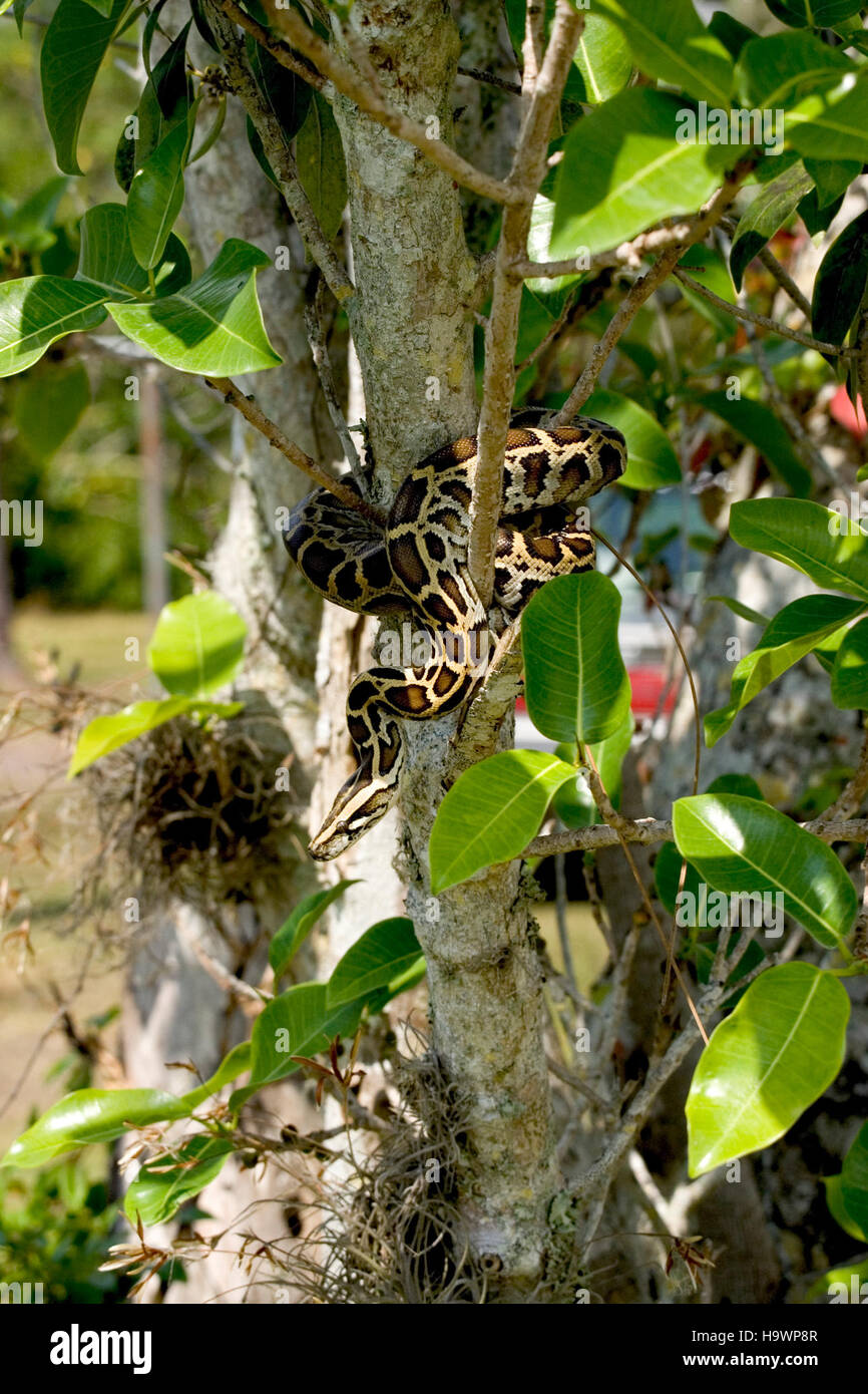 Burmese pythons in the Everglades National Park have become an invasive ...
