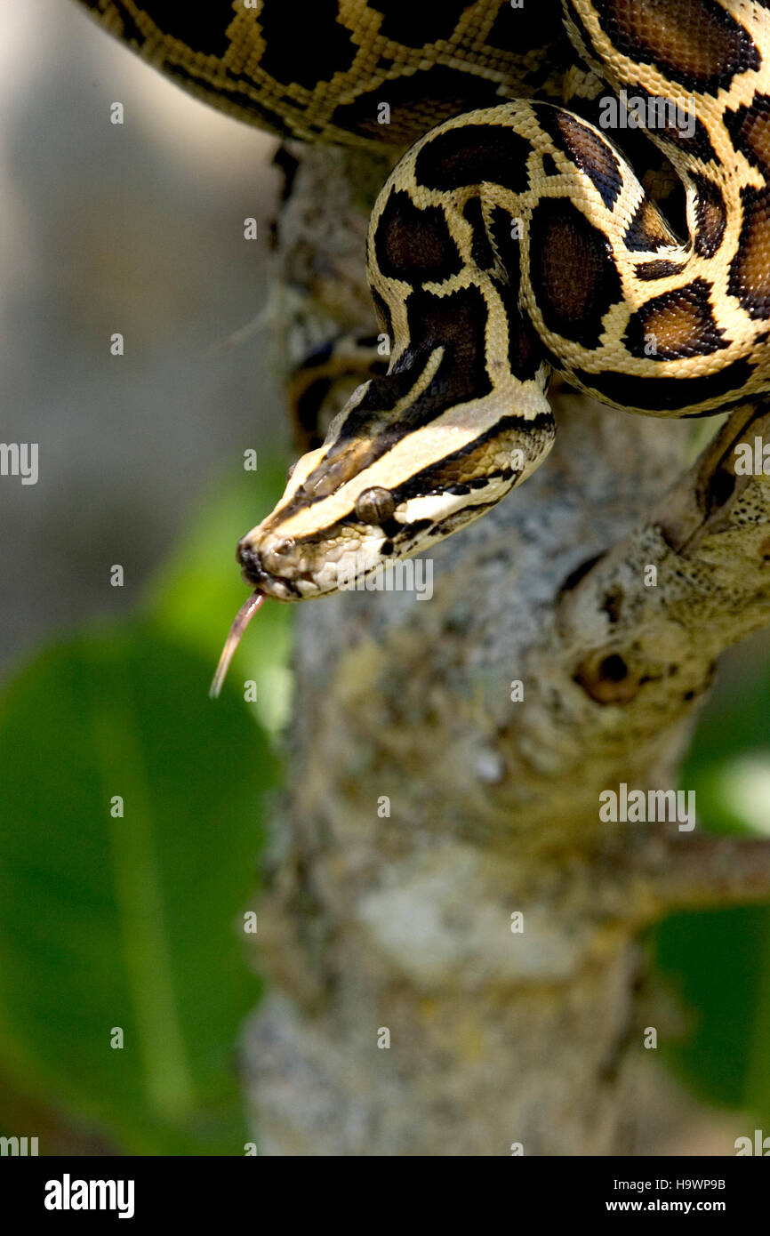evergladesnps 9099356709 Burmese Python (3), NPSPhoto, R. Cammauf Stock ...